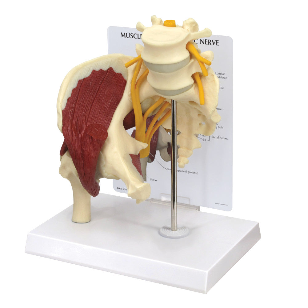 Anatomical Charts & Models – AliMed